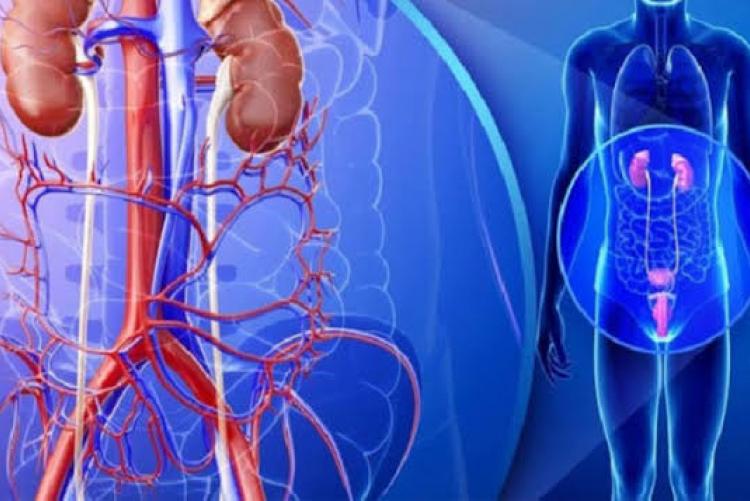 Urology | Department of Surgery